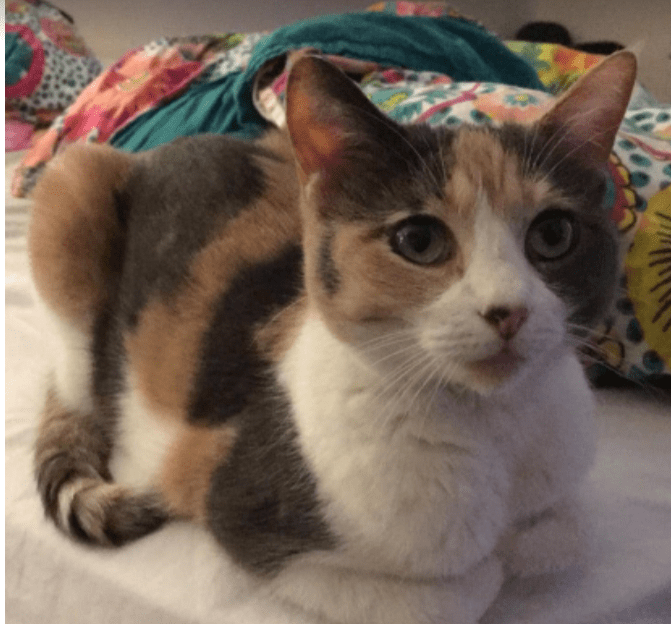 Testimonials – The Violet Crow